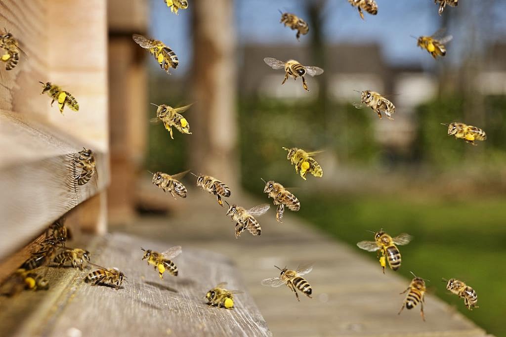 How bees can monitor pollution for us — everything from toxic metals to ...