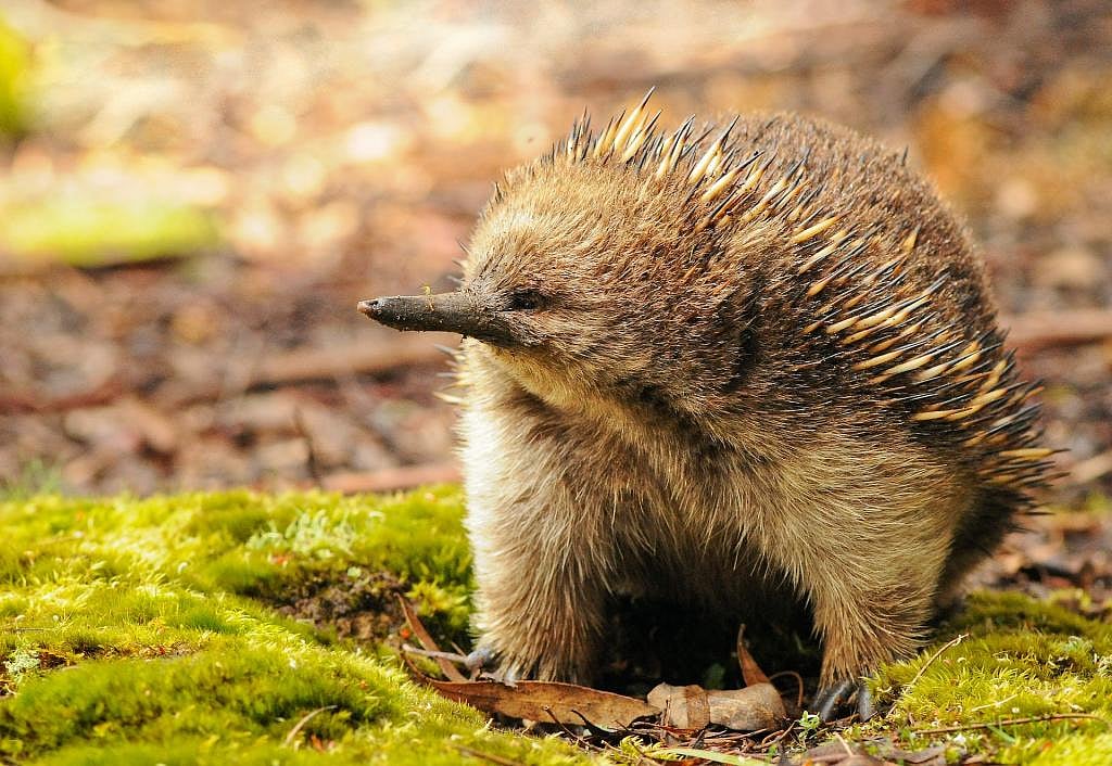 They sense electric fields, tolerate snow and have ‘mating trains’: 4 reasons echidnas really are re