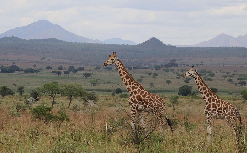Giraffes range across diverse African habitats — we’re using GPS ...