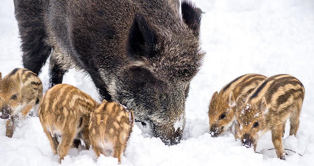 African Swine Fever reaches the Far North; 50 pigs to be culled in ...