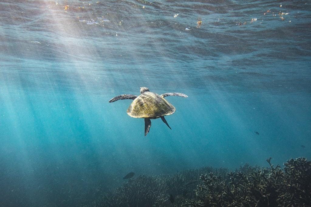 Light pollution disrupts marine organisms’ hormonal cycles ...