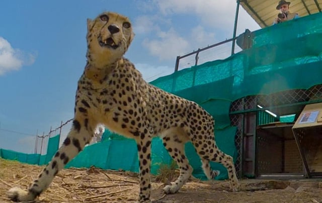 Tragic Loss in Kuno: South African Cheetah Cub Succumbs to Spinal Injuries
