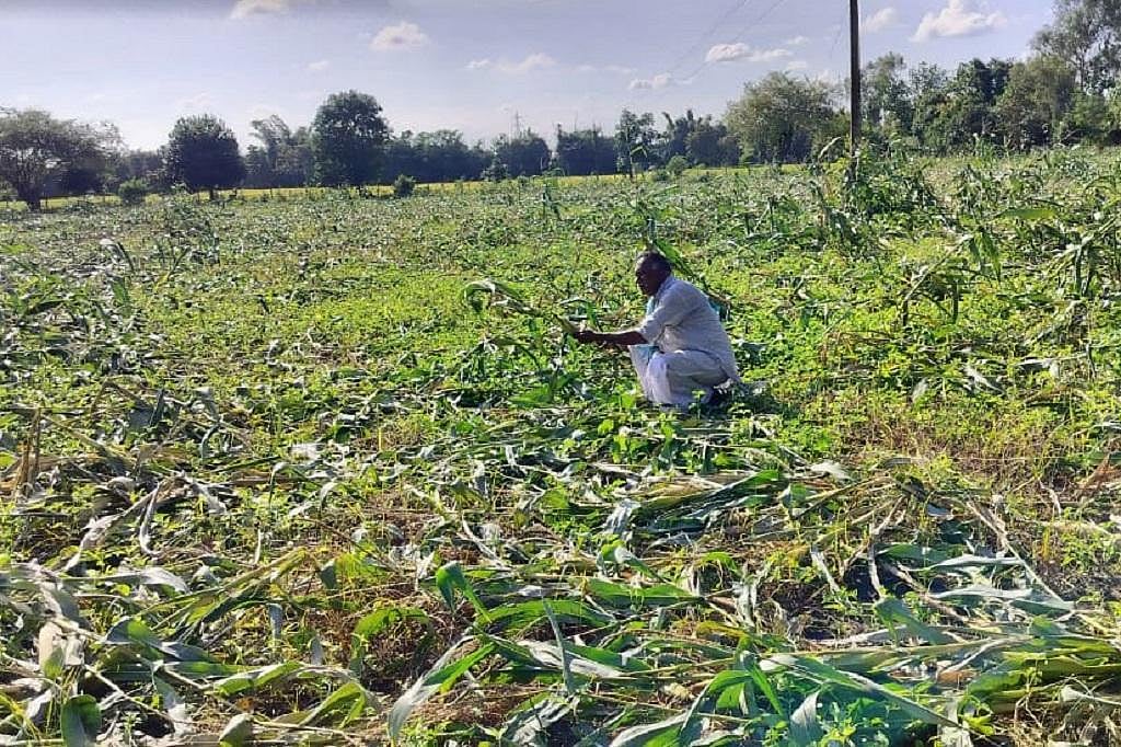 Madhya Pradesh: Crops destroyed by dry August and excess September rain
