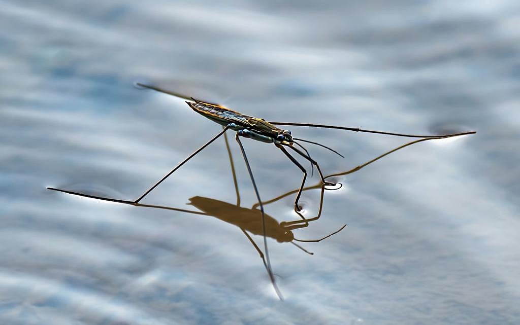 Climate change influences rise and fall of insect populations: Study