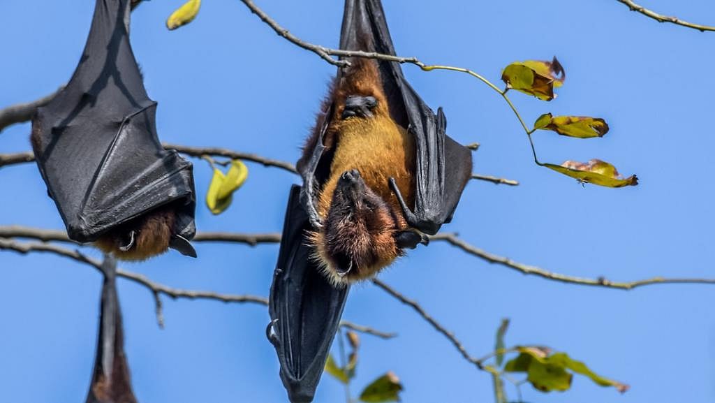 Latest Nipah Virus Outbreak reports 33% case fatality rate, all bat ...