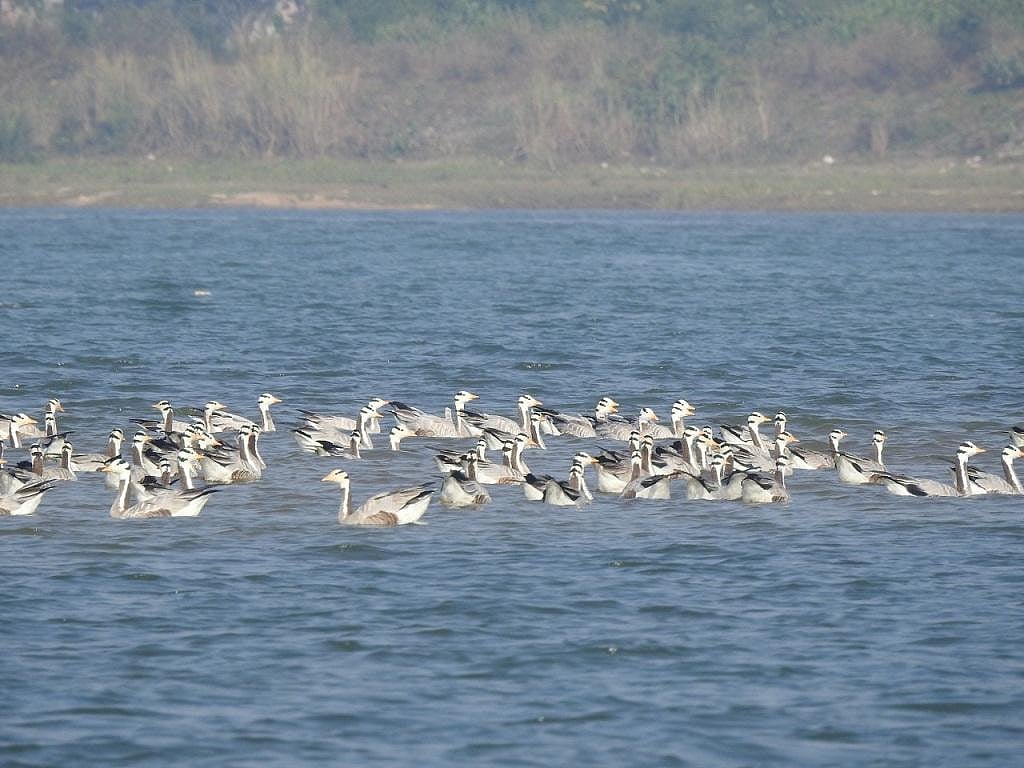 Migratory birds arrive in Odisha’s Chilika before winter; is climate ...