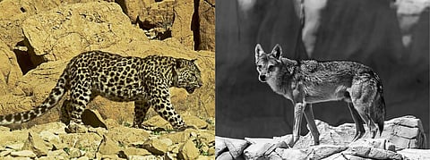 Critically Endangered Arabian Leopard Triplets Born in Saudi Arabia: A ...