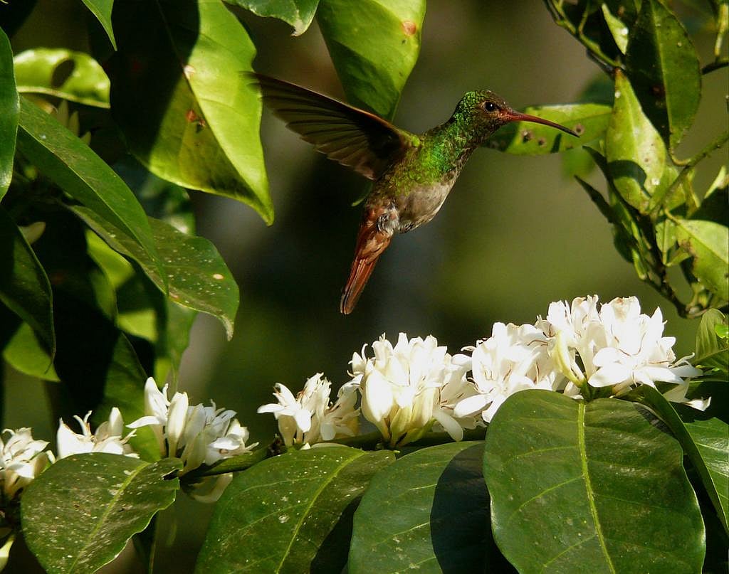Tropical crops at risk from pollinator loss due to climate change ...