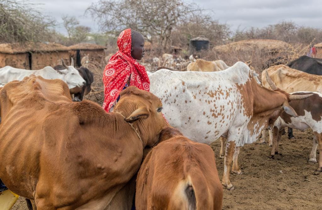 Tapeworm is spreading in Kenya – demand for meat brings parasite to new ...