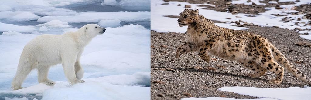 World Snow Leopard Day 2023: Time for the enigmatic cat to be ...