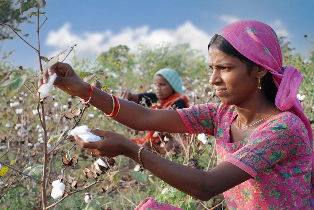 Cotton Curse: How pink bollworm evolved to be the biggest threat for Bt ...
