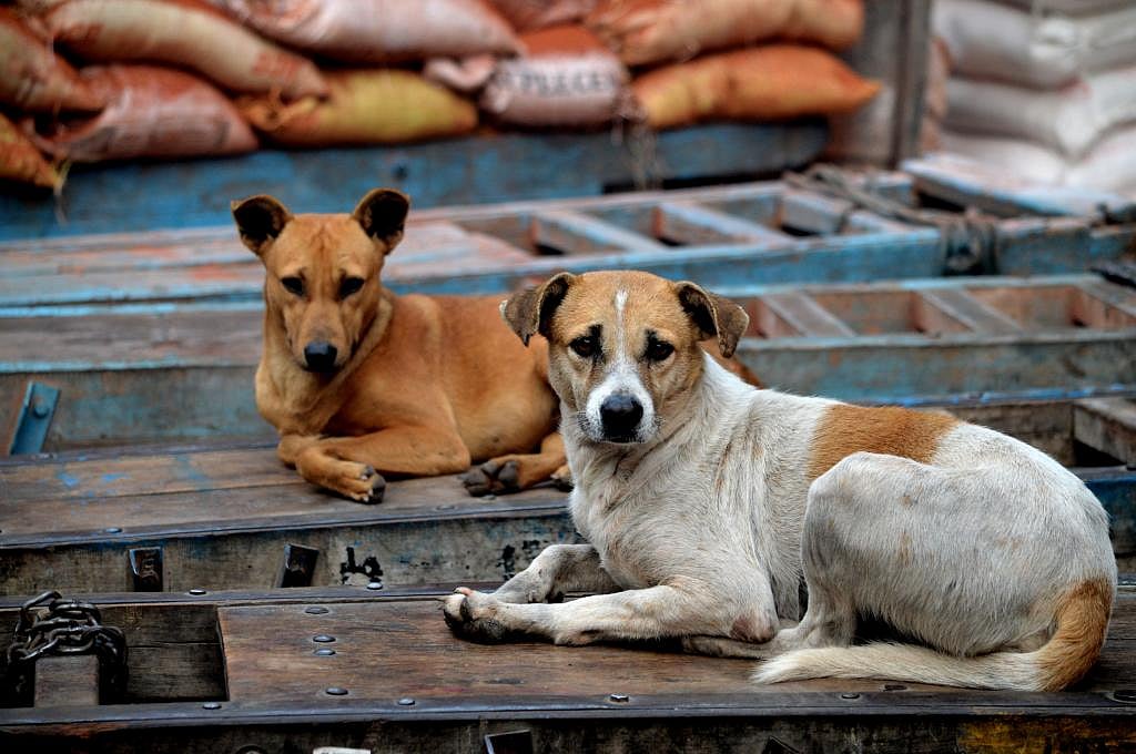 Bhutan becomes first country to sterilise all stray dogs after 14-year ...