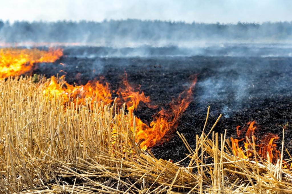 CSE experts explain: Strategies to reduce crop residue burning for air ...