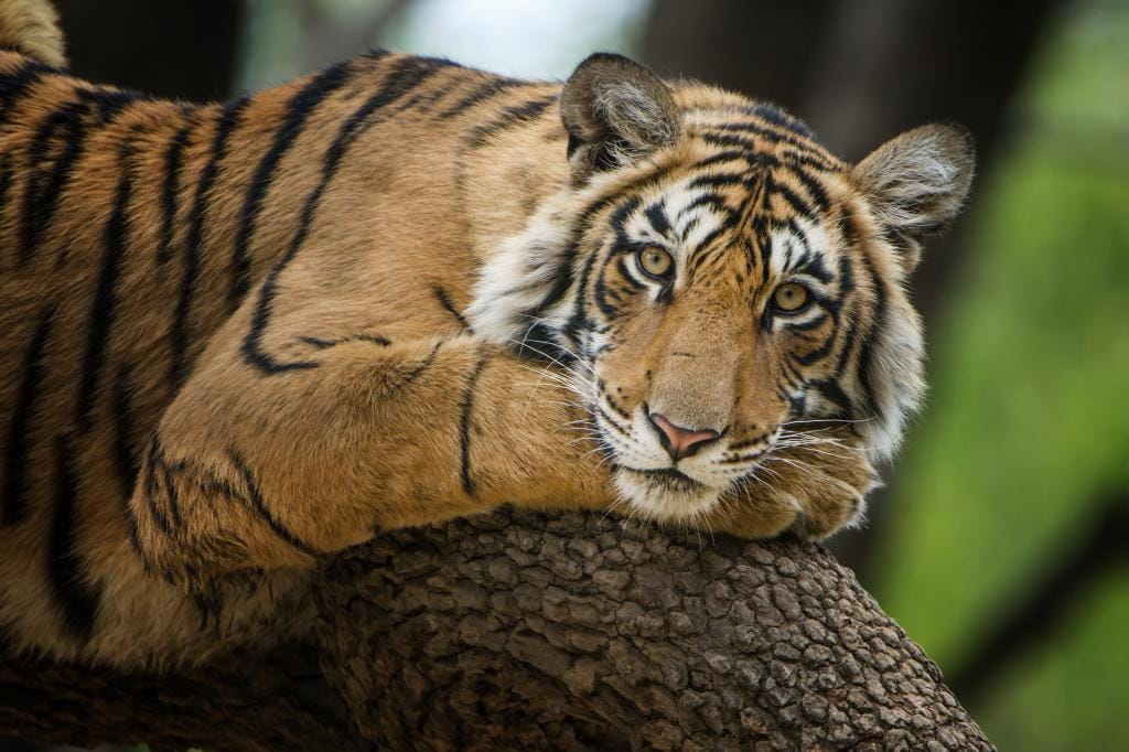 60% increase in overall tiger population, but habitat & biodiversity ...