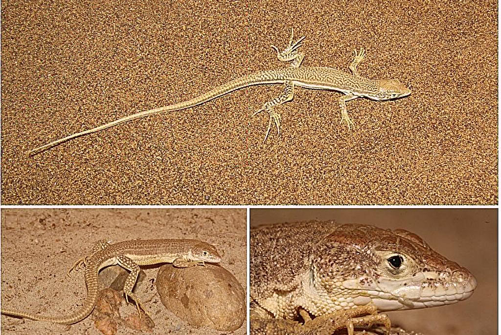 ईरान में खोजी गई रेसरनर छिपकलियों की दो नई प्रजातियां, जानिए क्यों हैं खास