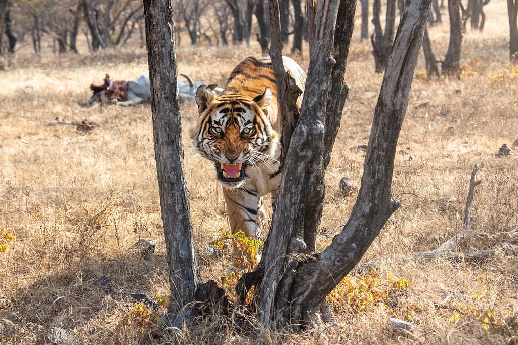 NCRB: Injuries, deaths due to animal attacks increased by 19%