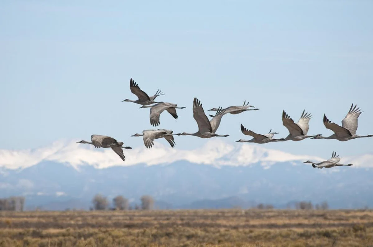 COP28: Climate change having devastating impact on migratory species COP28: Climate change having devastating impact on migratory species