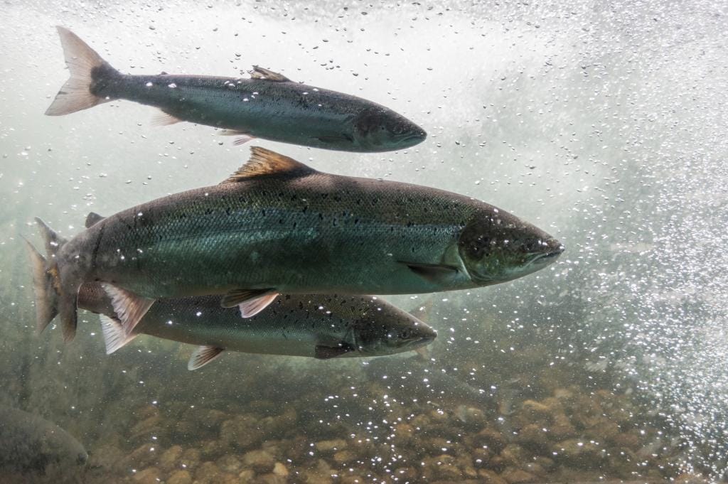 A quarter of freshwater fish species risk extinction by climate change ...