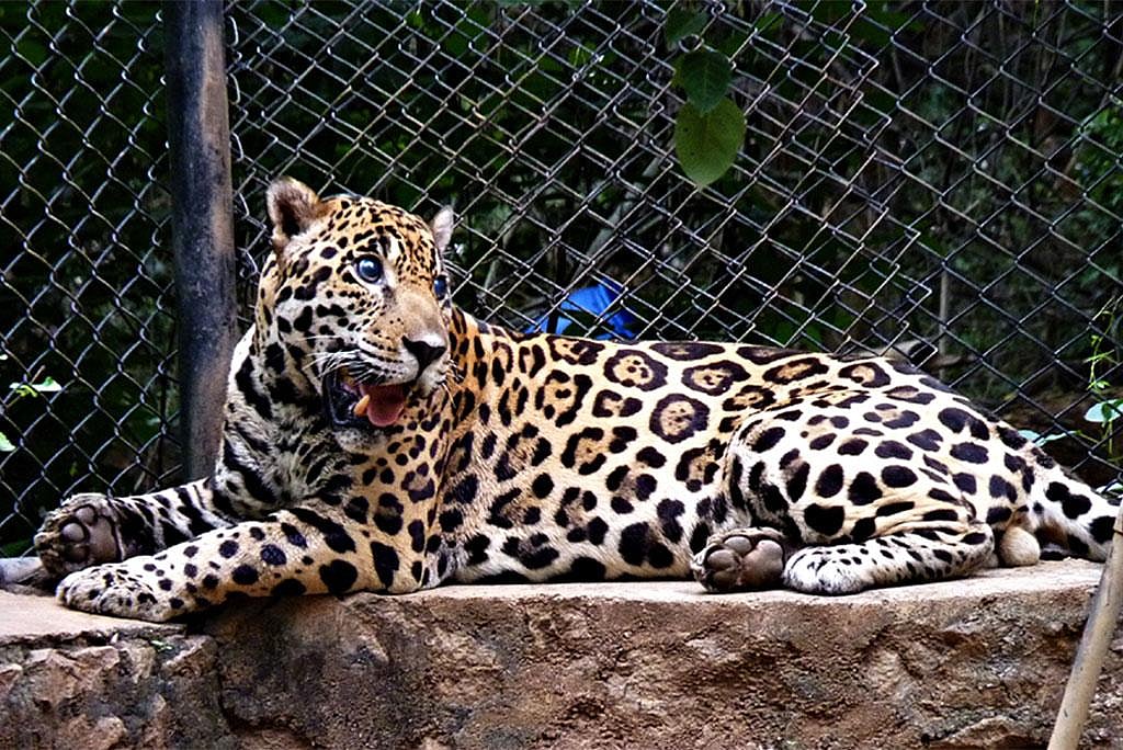 चिड़ियाघर में रहने वाले मांसाहारी जीवों के उचित पालन-पोषण से उनका खराब ...