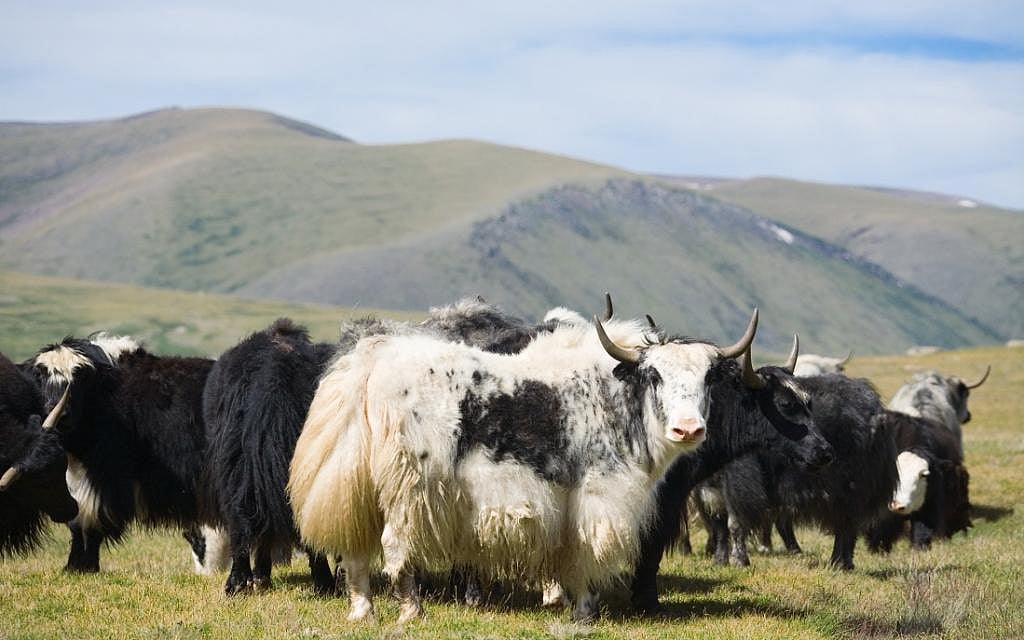 First yak domesticated 2,500 years ago near the Brahmaputra in Tibet ...