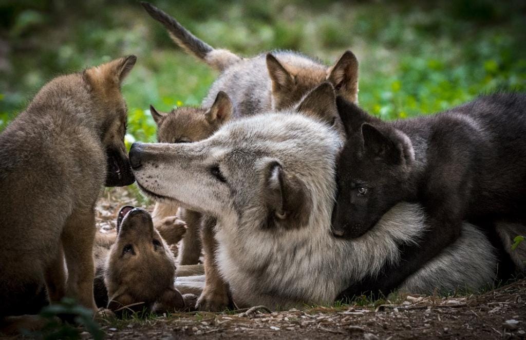 Wolf a part of Europe’s natural heritage, write 300 groups in open ...