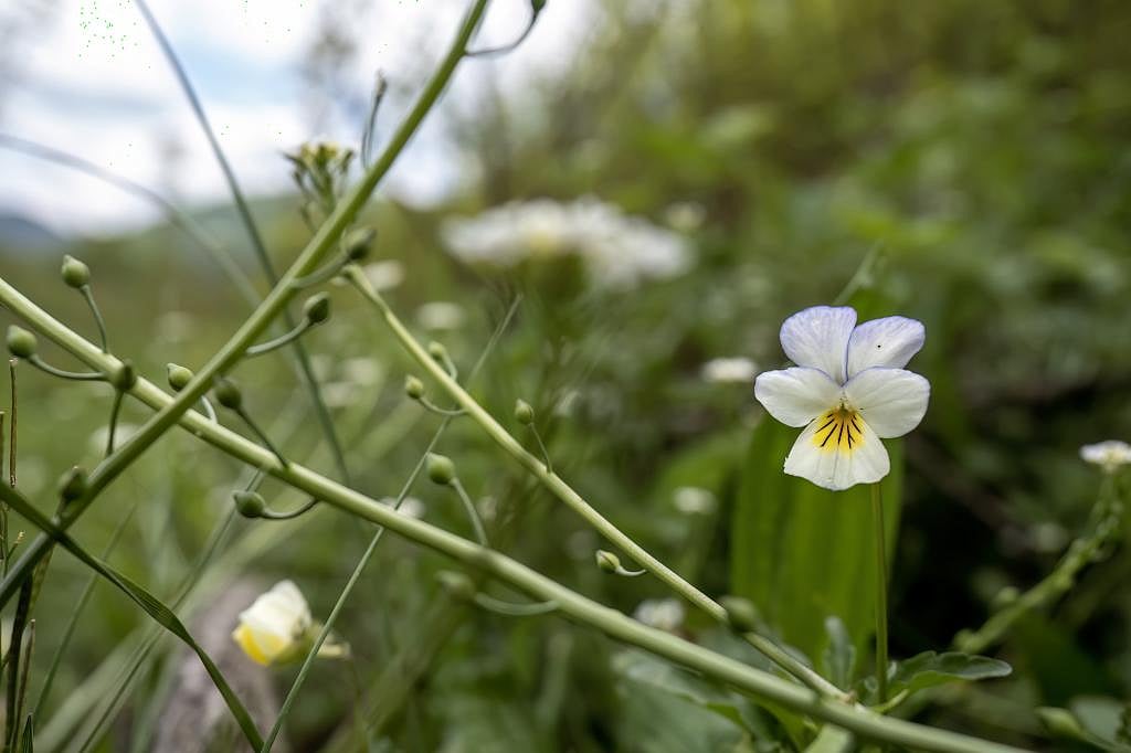 Flowering plant undoes 100 million years of evolution, shows signs of ...