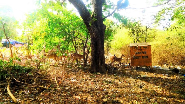 Waghoba: How the indigenous Warlis of western India find the Divine in ...