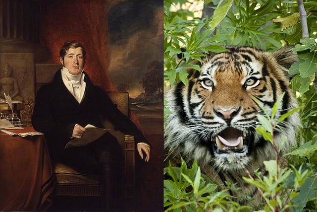 Blame Stamford Raffles: How the British ended the Malayan tiger’s reign ...