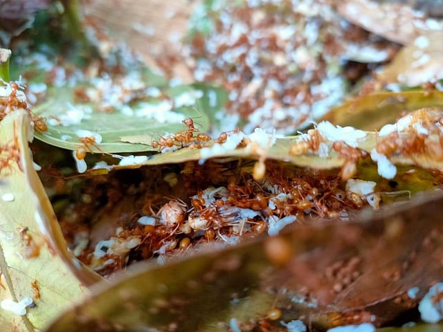 Mayurbhanj’s red ant chutney receives GI tag. Why this is important for ...