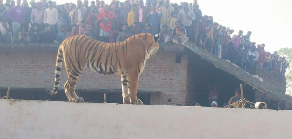 Tigers in the Terai’s sugarcane fields are developing into an ecotype ...
