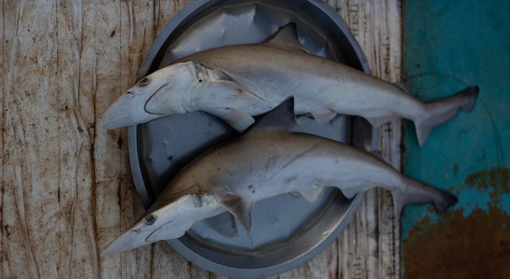 Shark & ray meat consumption no longer restricted to India’s tribal ...