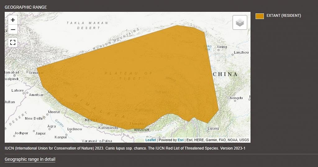The first-ever IUCN assessment of the Himalayan Wolf is out. And it is grim