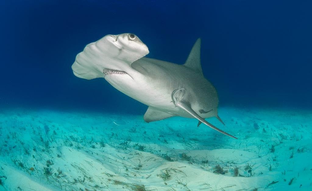 To protect endangered sharks and rays, scientists are mapping these ...