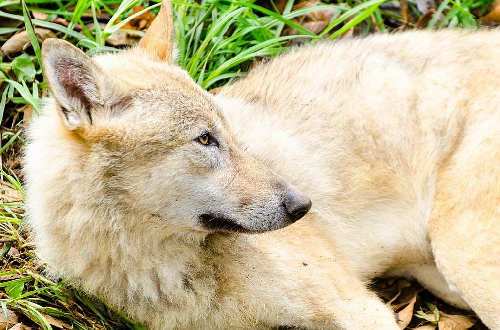 The first-ever IUCN assessment of the Himalayan Wolf is out. And it is grim
