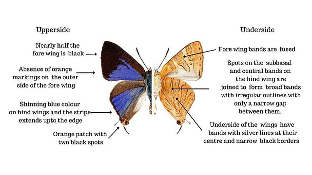 New butterfly species endemic to Western Ghats discovered in Karnataka