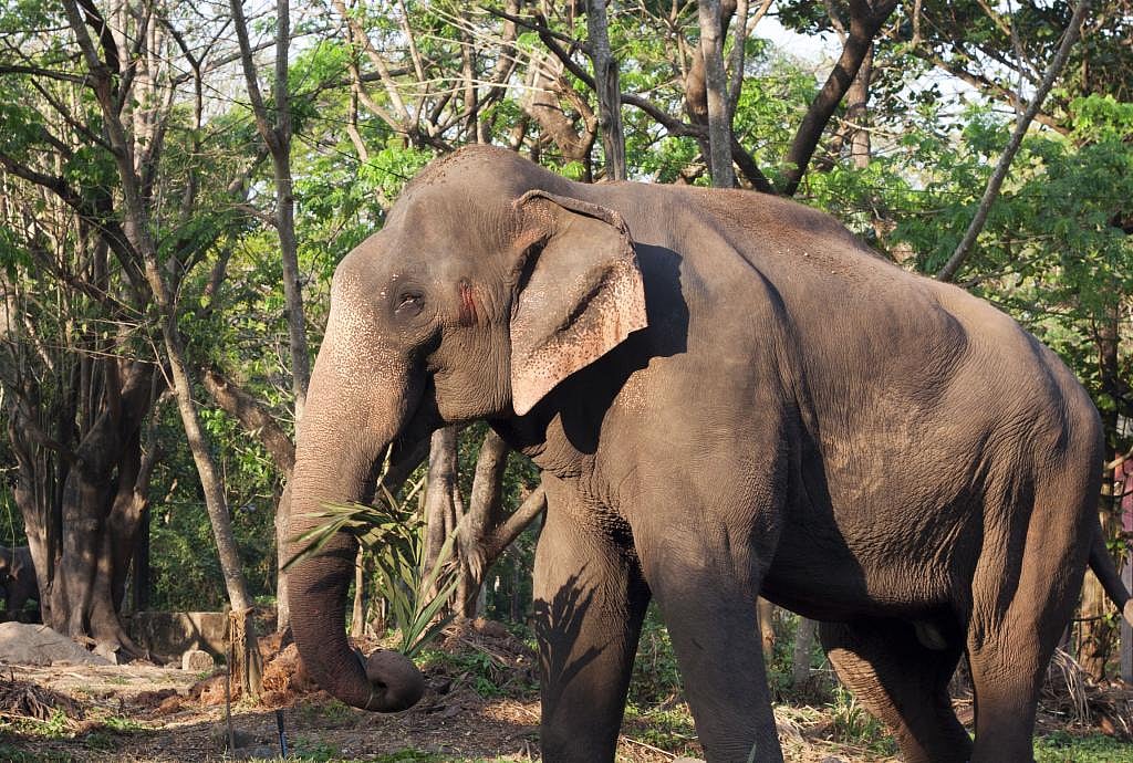 No food in forests: Lack of food is driving Kerala’s wild animals into ...