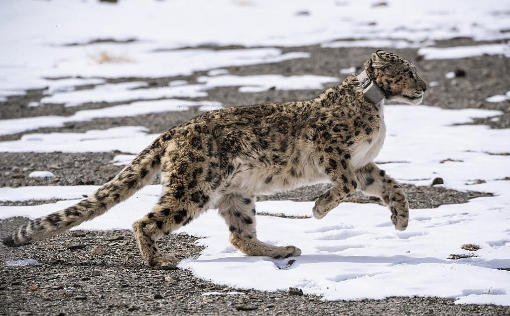 India has 718 snow leopards; most of them live in unprotected areas: Centre