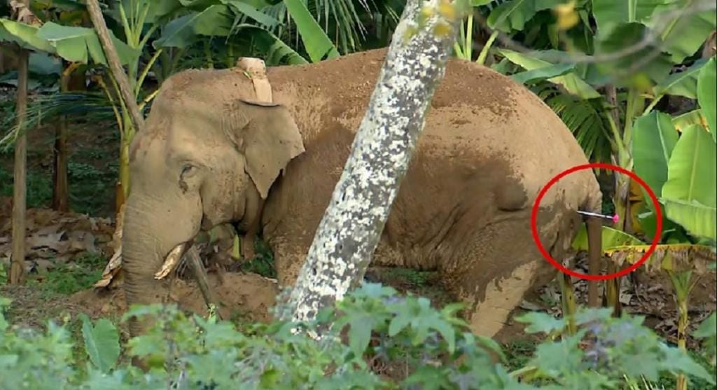 Tranquilised wild elephant dies after falling off lorry; autopsy ...