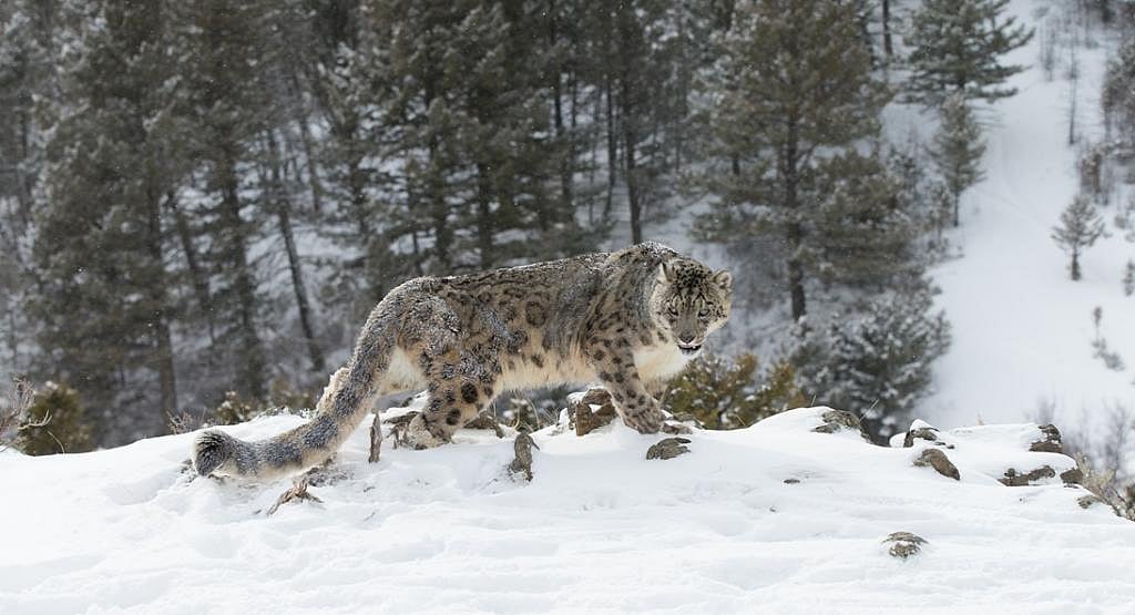 A dedicated snow leopard cell was long-pending: Koustubh Sharma
