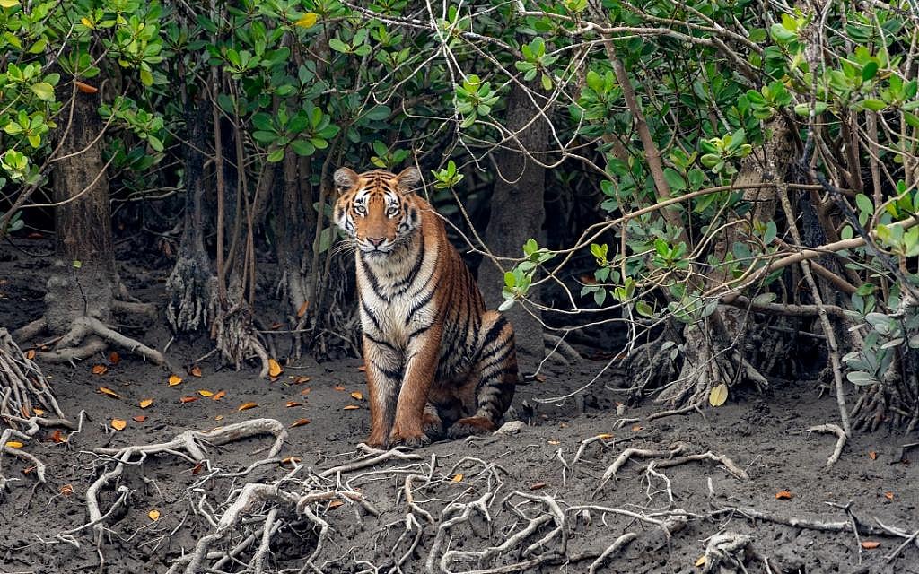 Two ‘tiger widows’ in the Sundarbans granted Rs 5 lakh each by Calcutta ...