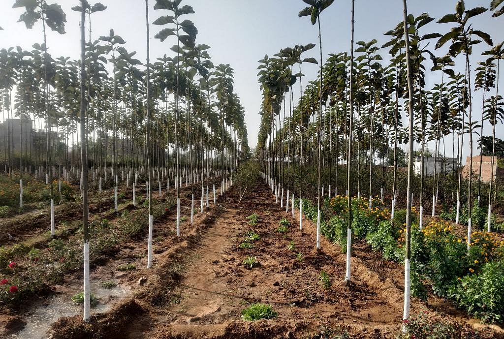 What is crippling India’s valuable teak plantations?