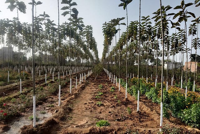 What is crippling India’s valuable teak plantations?