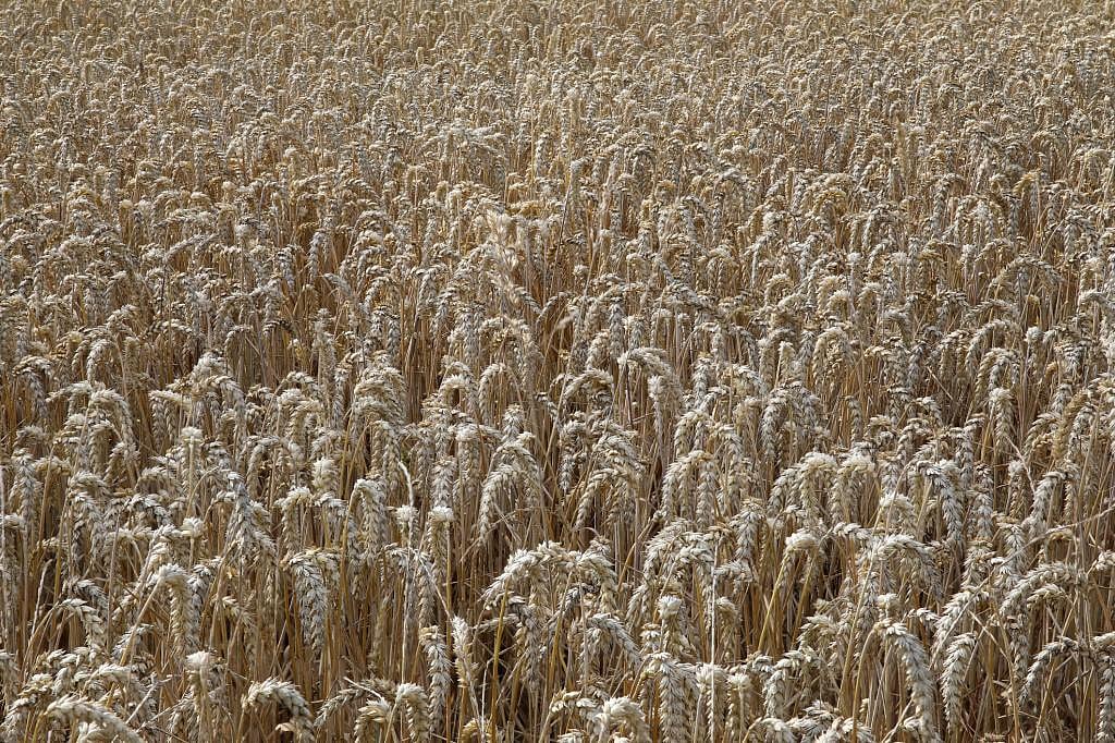 Study links climate change with wheat blast; warns crop yield could ...