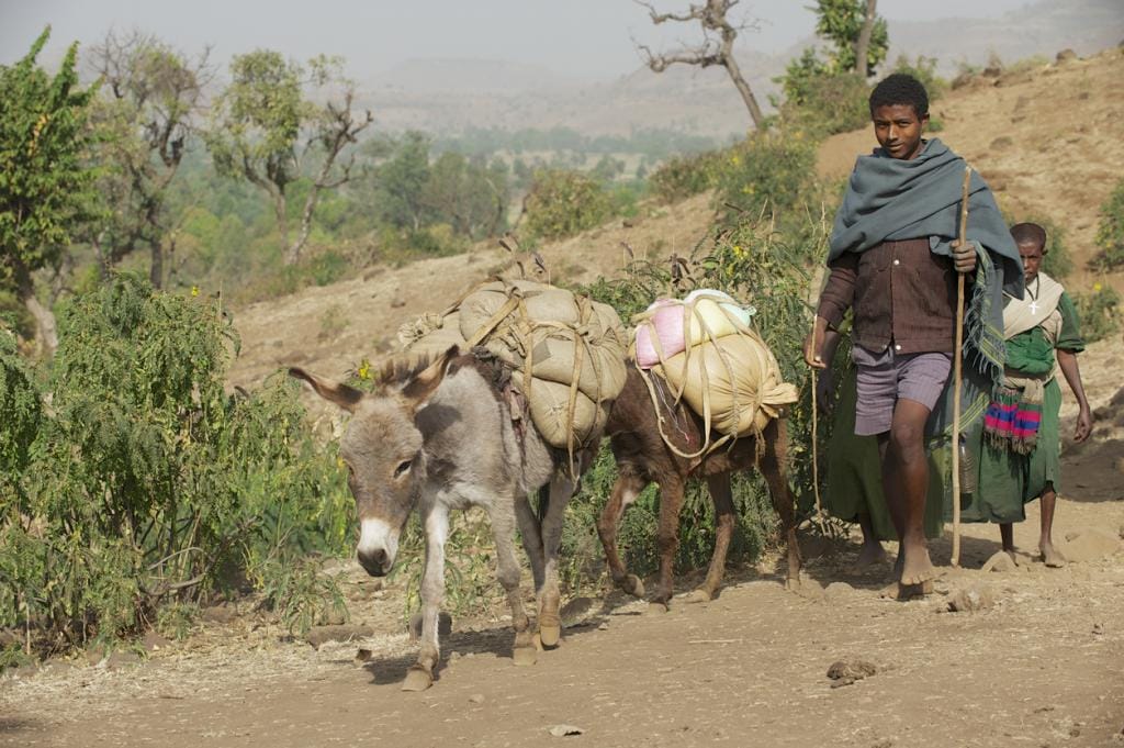African Union imposes historic ban on cruel donkey skin trade