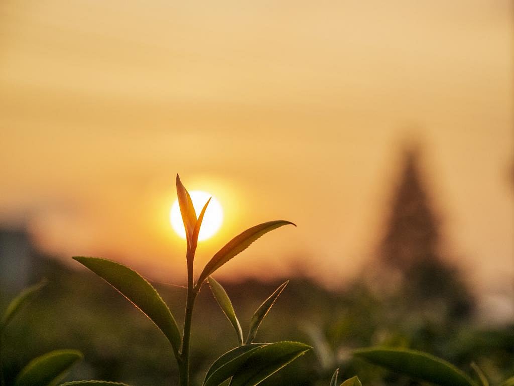 An index for monitoring effectiveness of climate-smart agriculture ...