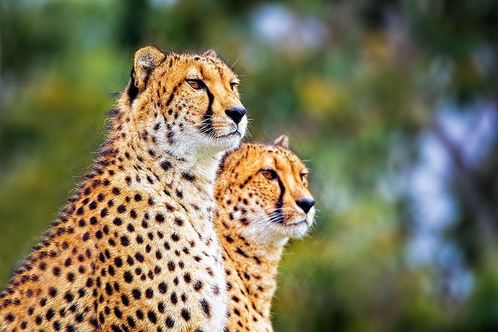 Are cheetahs at home?