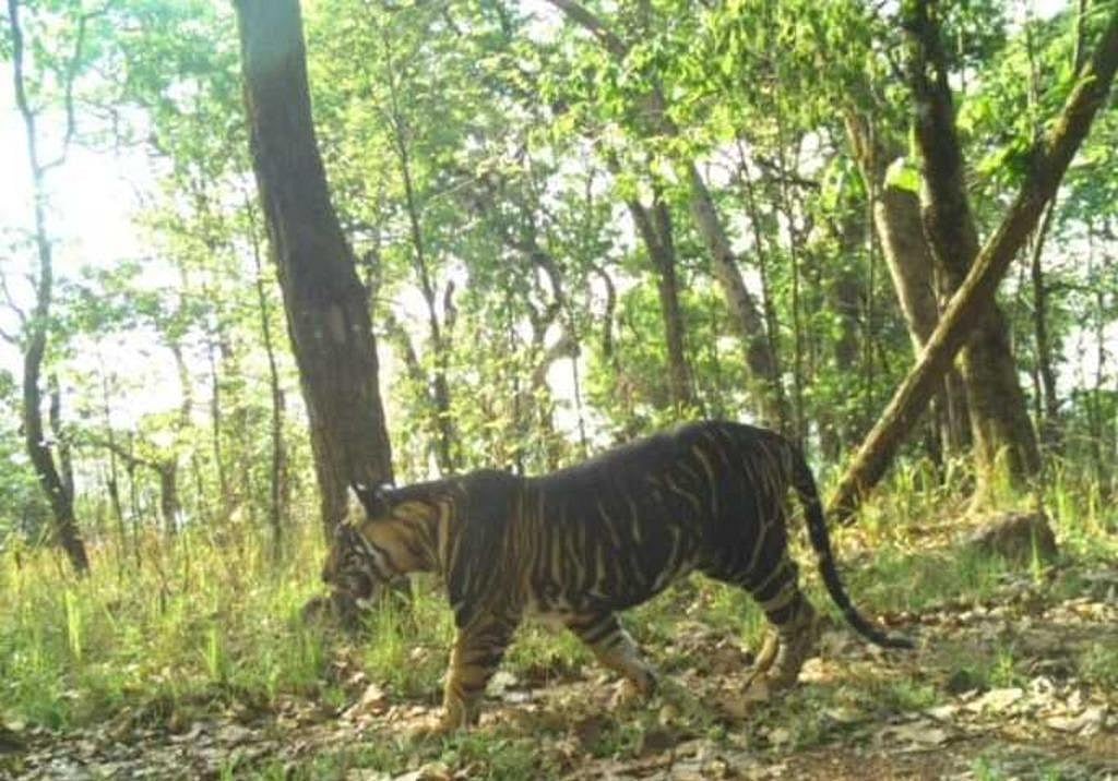 Odisha home to 30 tigers, 8 cubs, shows state census; 10 more than last ...
