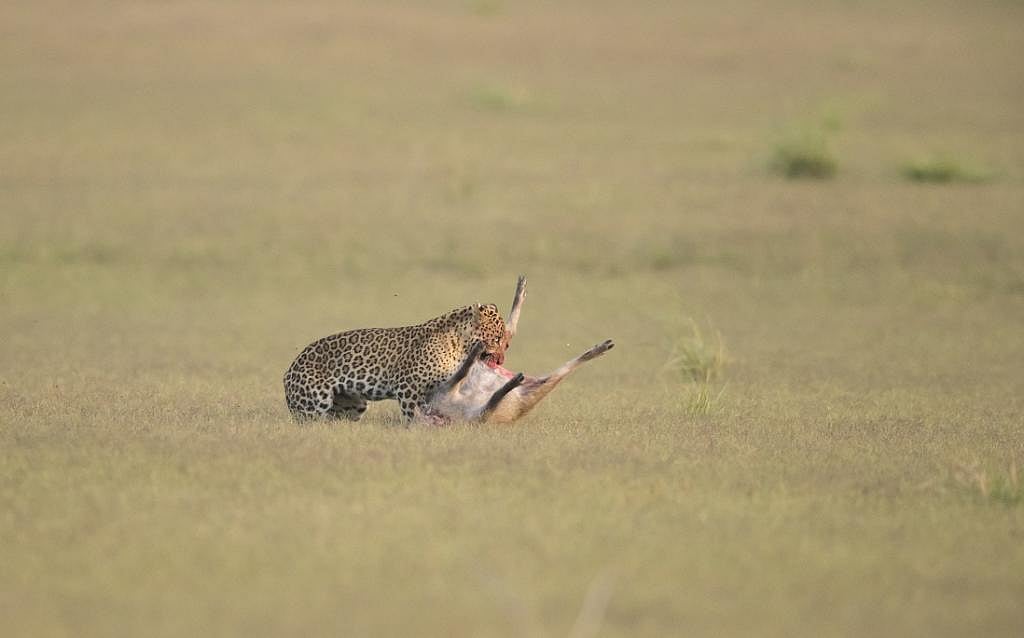 Uttarakhand, land of the Rudrapayag maneater, will see more human ...