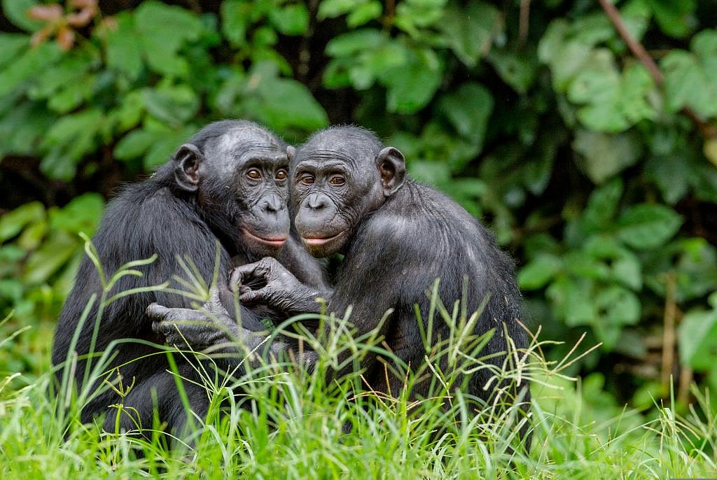 Climate change threatens African great apes habitats, may witness ...
