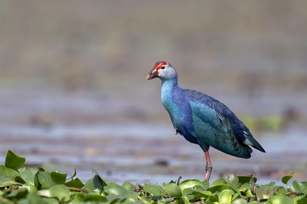 India records 1,036 species for backyard bird count — third highest ...